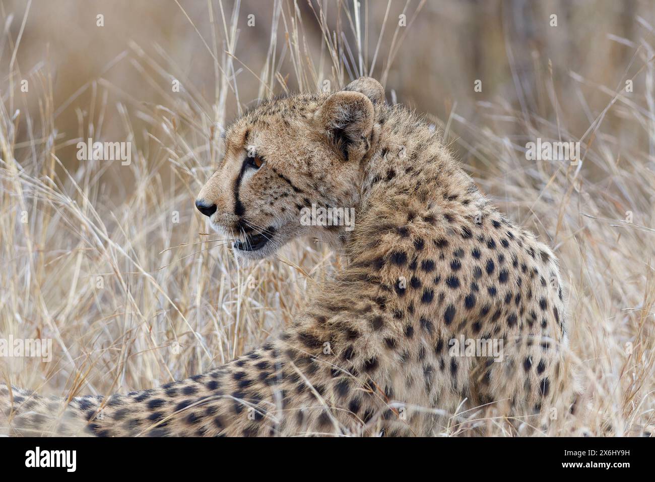 Cheetah horizontal ph hi-res stock photography and images - Alamy
