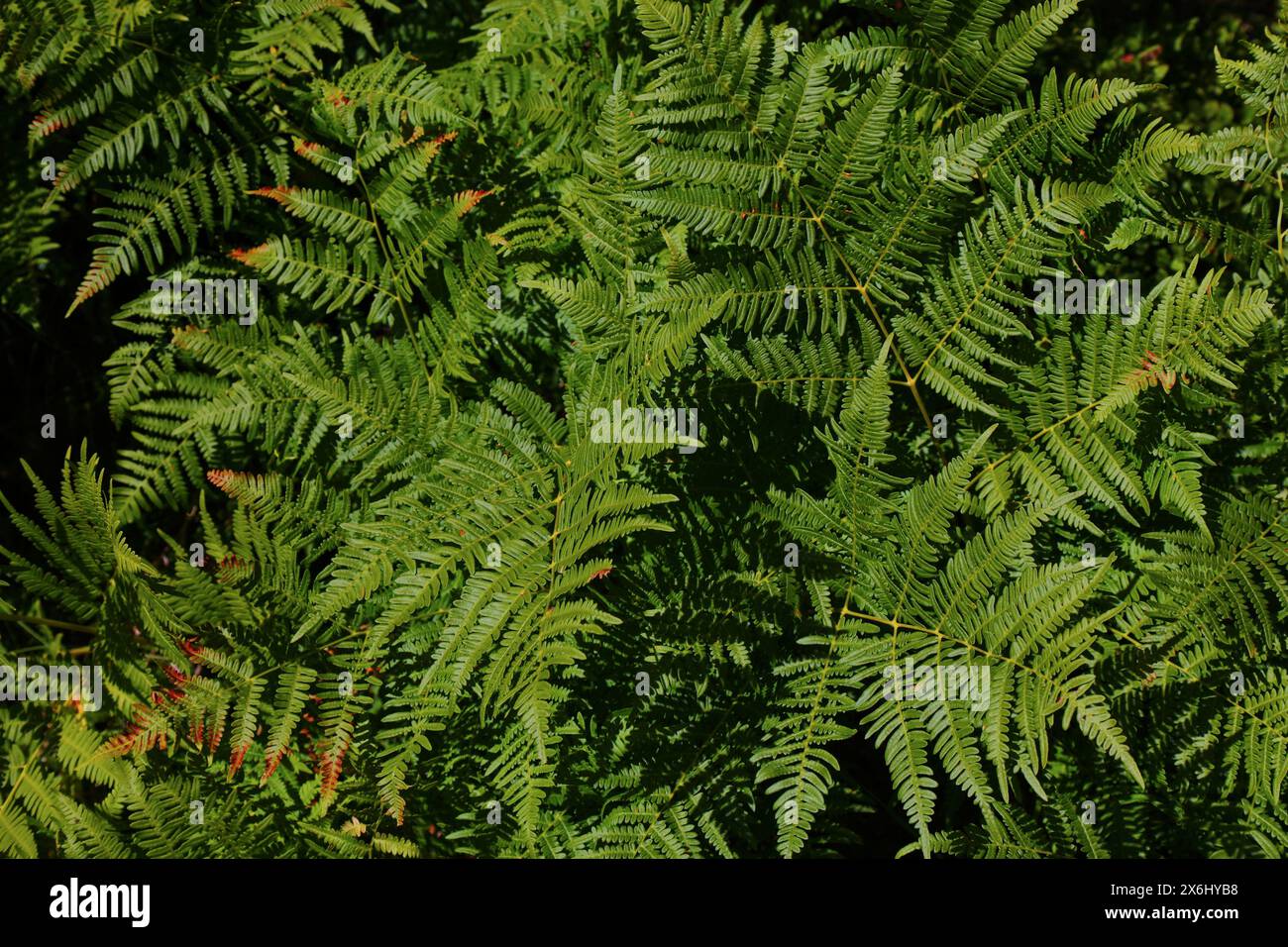 Floral background in Norway. Green plant texture. Fern background Stock ...