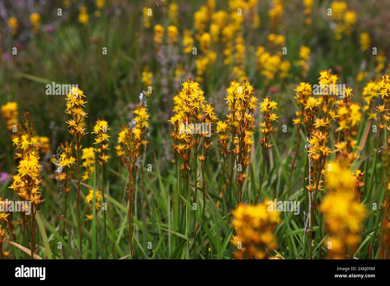 Norway nature. Narthecium ossifragum (bog asphodel). Moorland ...
