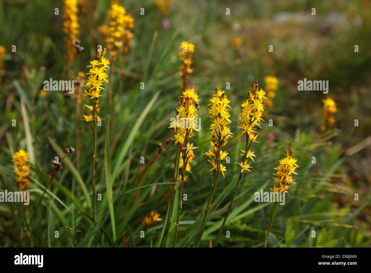 Norway nature. Narthecium ossifragum (bog asphodel). Moorland ...