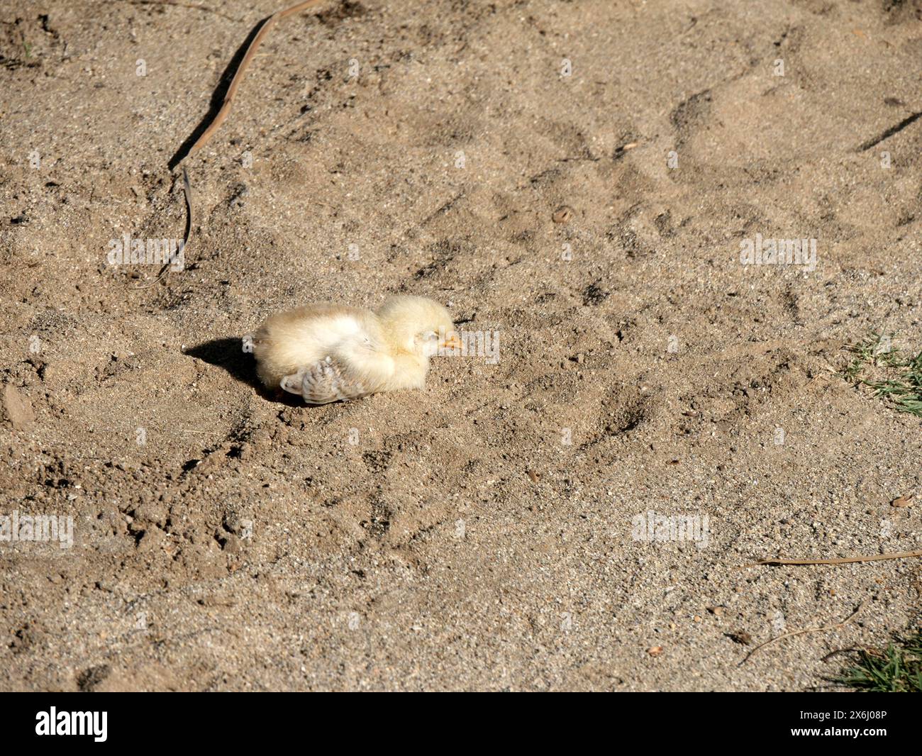 cute yellow baby chick on the sand. Newly hatched Gallus gallus ...