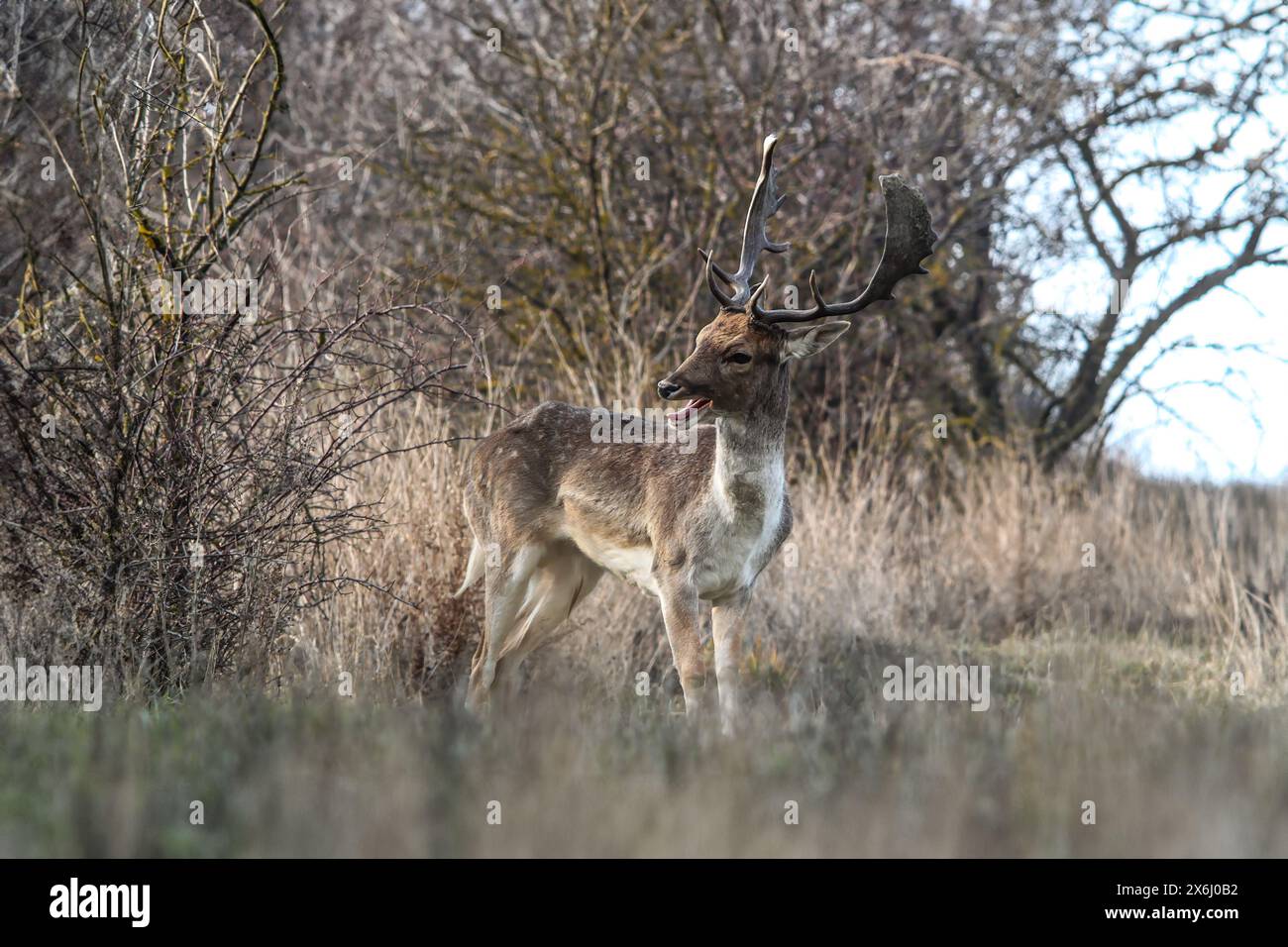 Expressive male fallow deer, a candid moment in the wild. Captured in ...