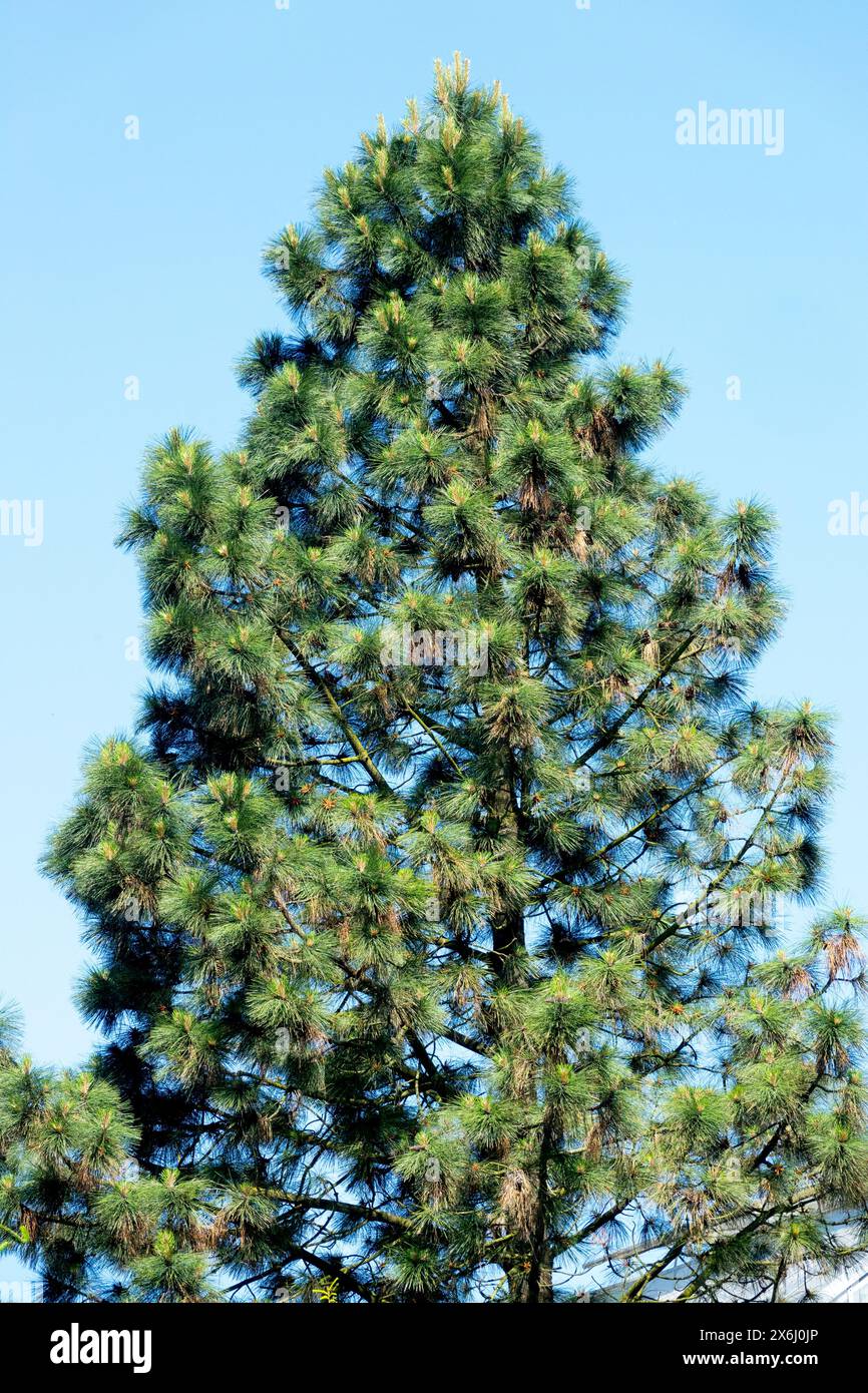 Ponderosa pine trees hi-res stock photography and images - Alamy