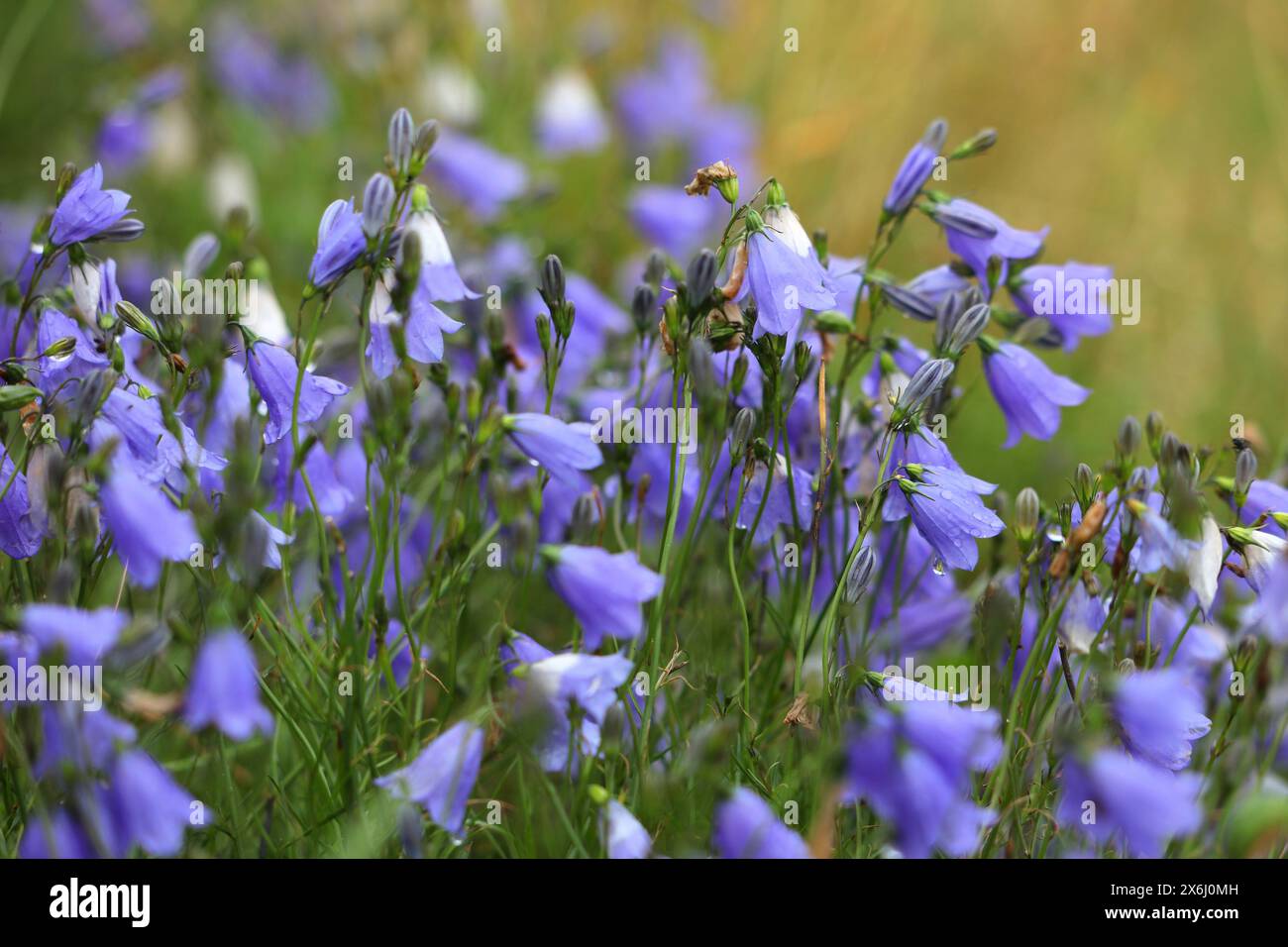 Norway nature. Harebell flower species (Campanula rotundifolia Stock ...