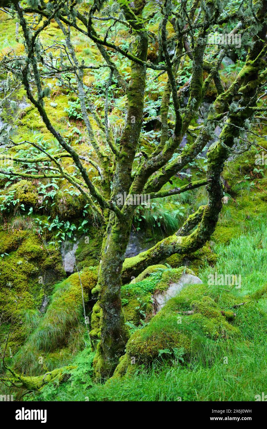 Green mossy forest background in Norway. Hiking trail nature in ...
