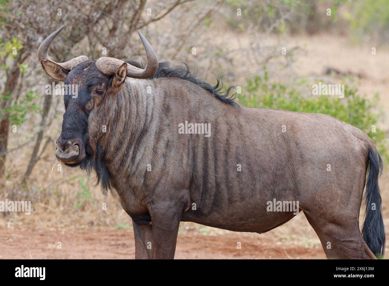 Blue wildebeest (Connochaetes taurinus), adult gnu standing, animal ...