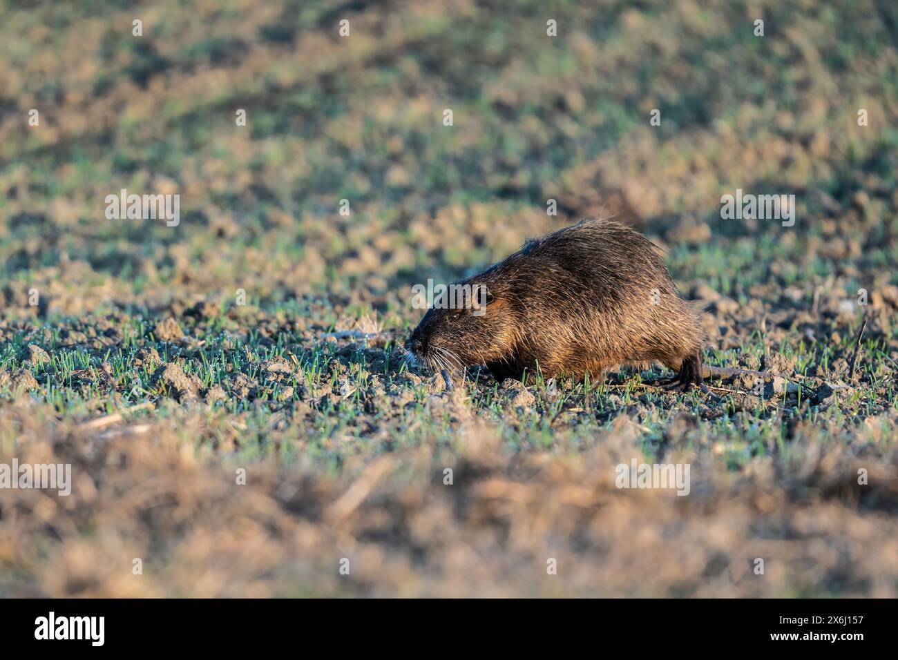 Invasive nutria from South America, a threat to agriculture. Nutria ...