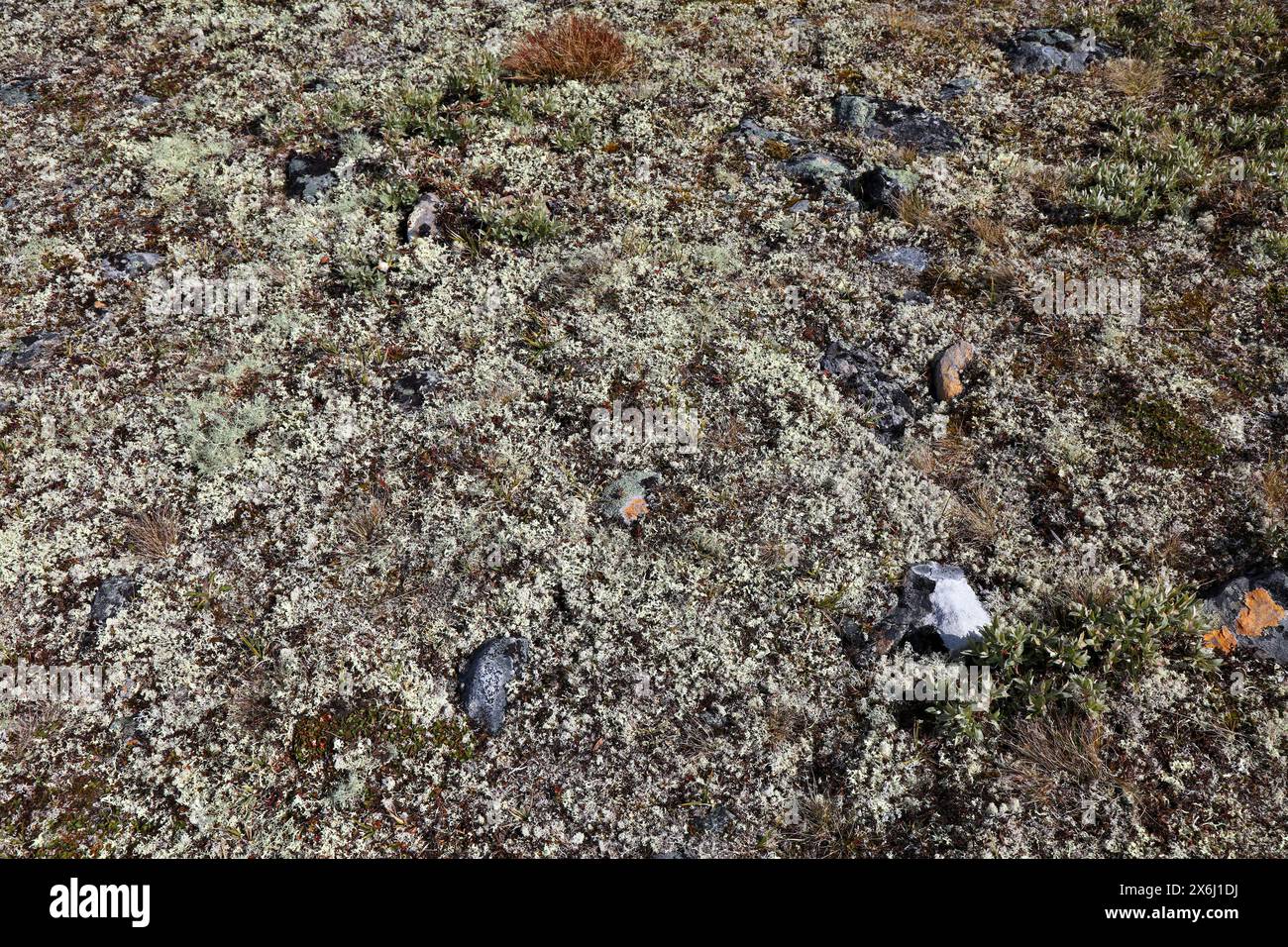 Cladonia rangiferina, known as reindeer lichen. Jotunheimen National ...