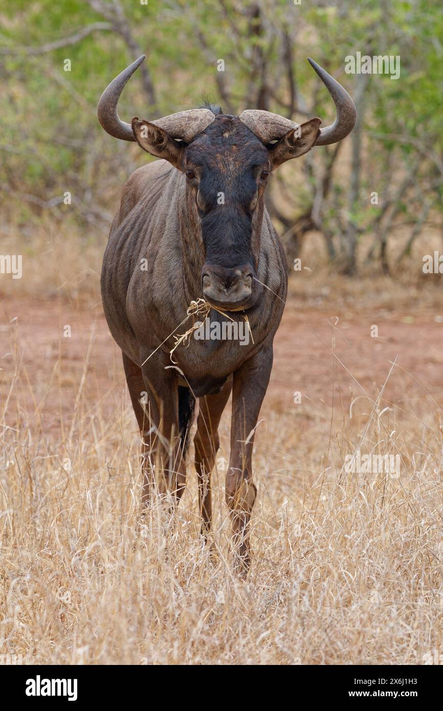 Blue wildebeest eating grass hi-res stock photography and images - Alamy