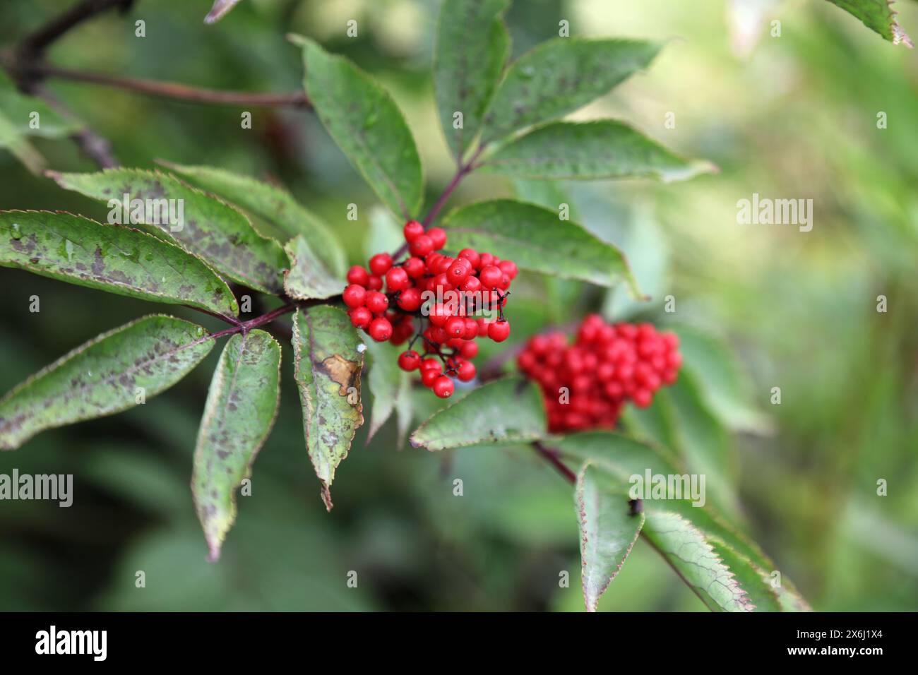 Red elderberry (Sambucus racemosa) fruit. Treelike shrub species in ...