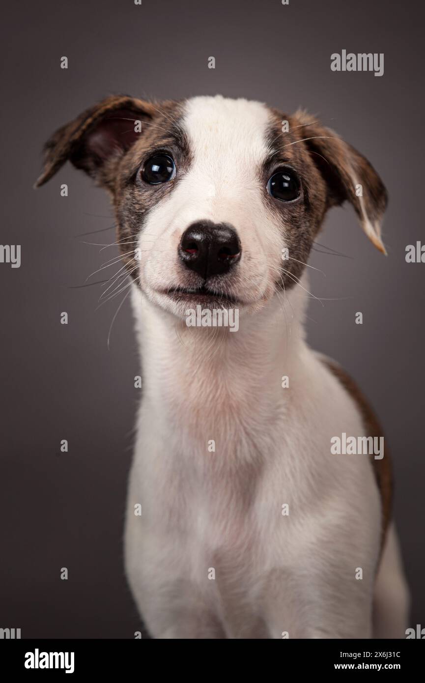 Whippet greyhound puppies Stock Photo - Alamy