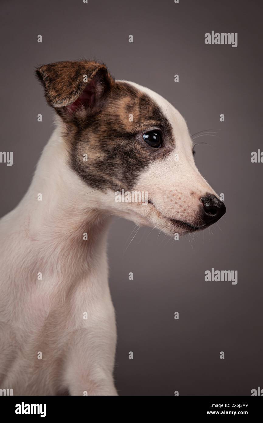 Whippet greyhound puppies Stock Photo - Alamy