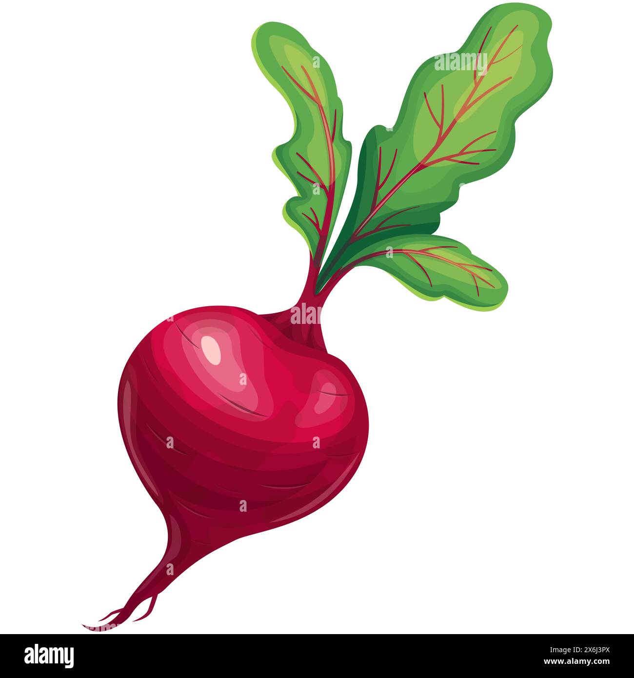 Beet Vegetable Illustration Stock Photo - Alamy