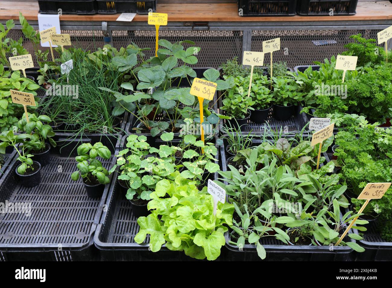 Vegetable, herb and flower seedlings at a local market in Vinohrady ...
