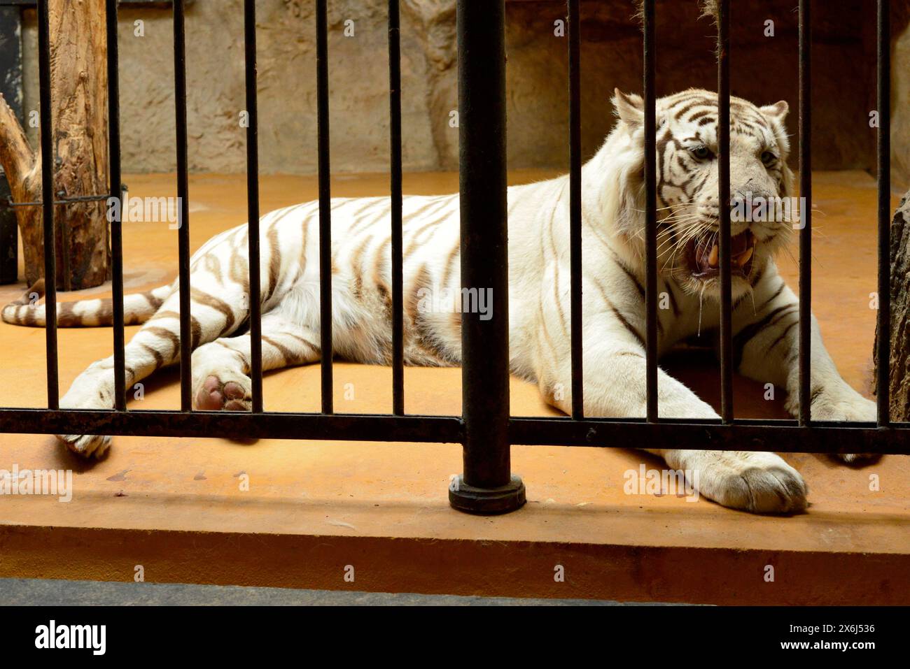White Bengal tiger Panthera tigris tigris in captivity in cage behind ...