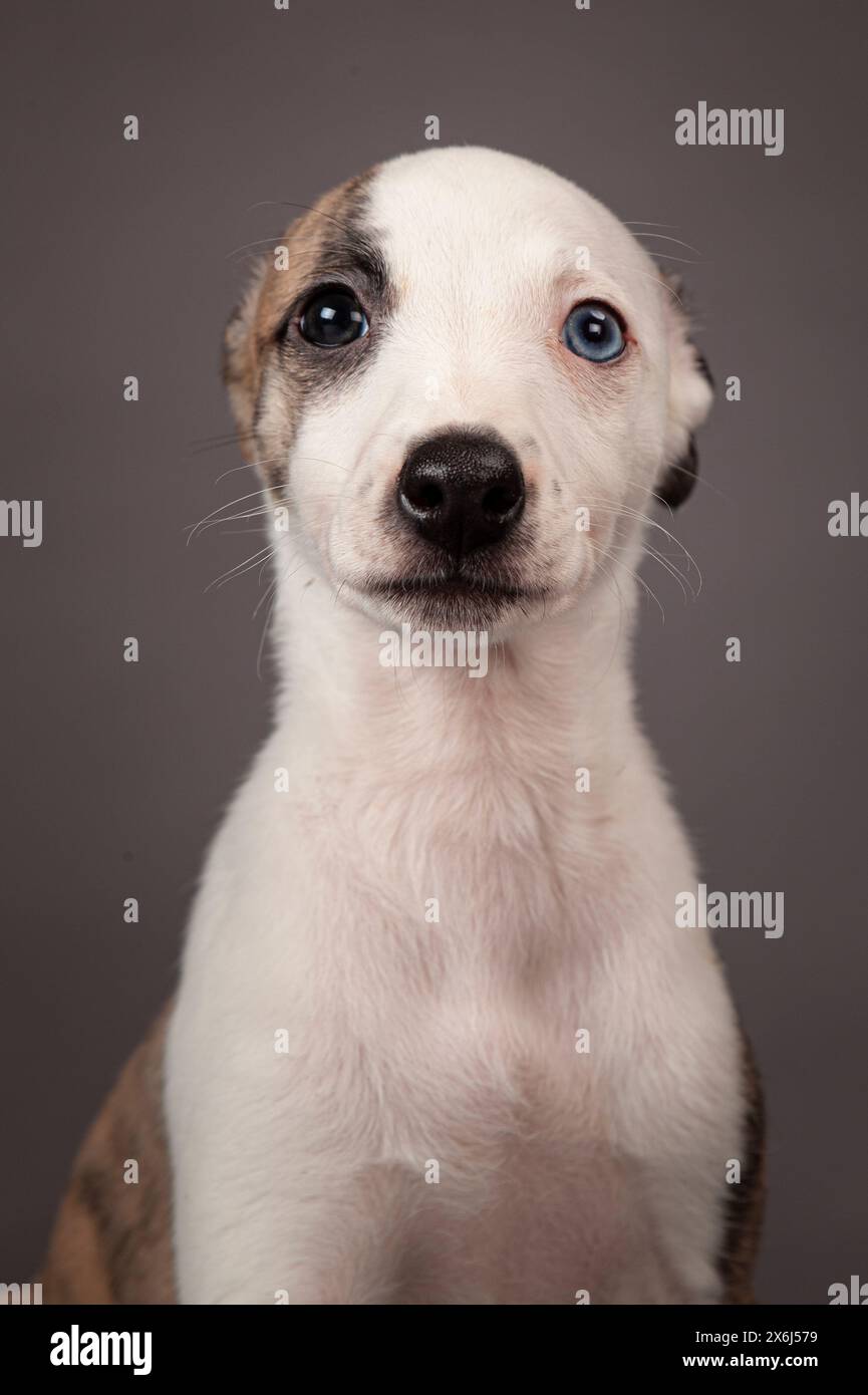 Whippet greyhound puppies Stock Photo - Alamy