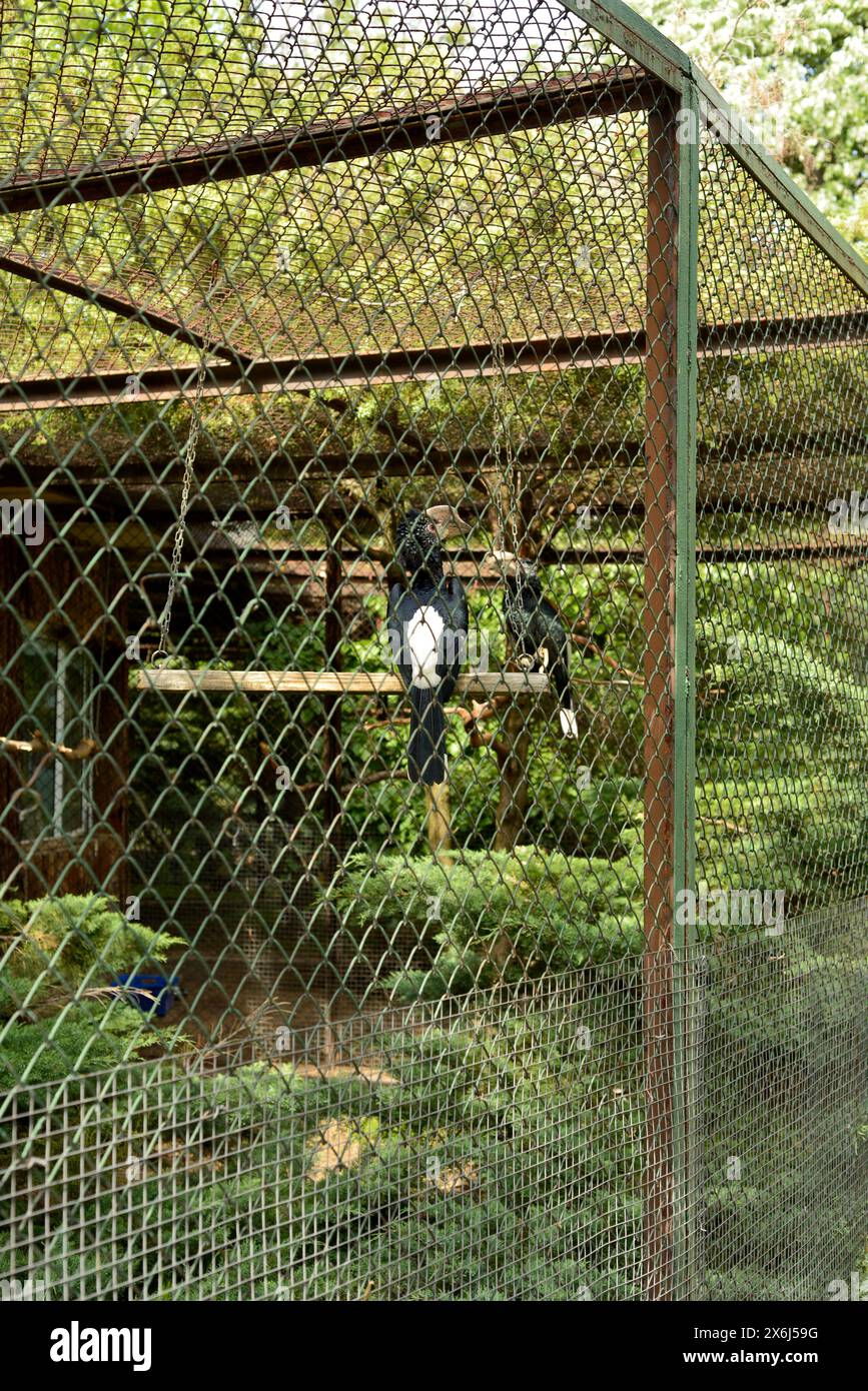 Silvery cheeked hornbill zoo hi-res stock photography and images - Alamy