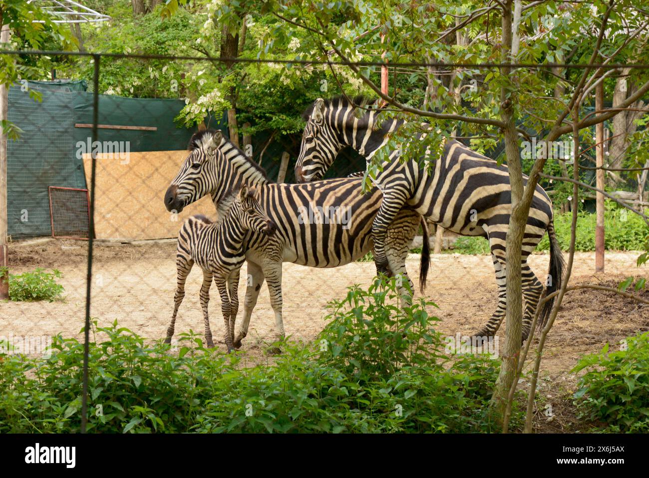 Family of three zebras zoo hi-res stock photography and images - Alamy