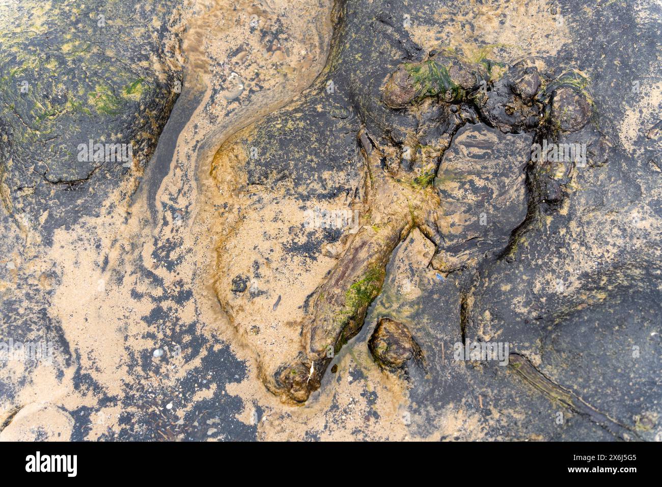 Prehistoric North Sea European petrified forest of Doggerland, at ...