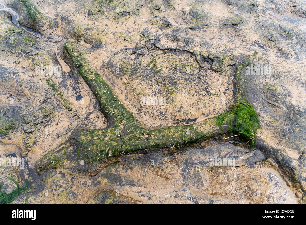 Prehistoric North Sea European petrified forest of Doggerland, at ...