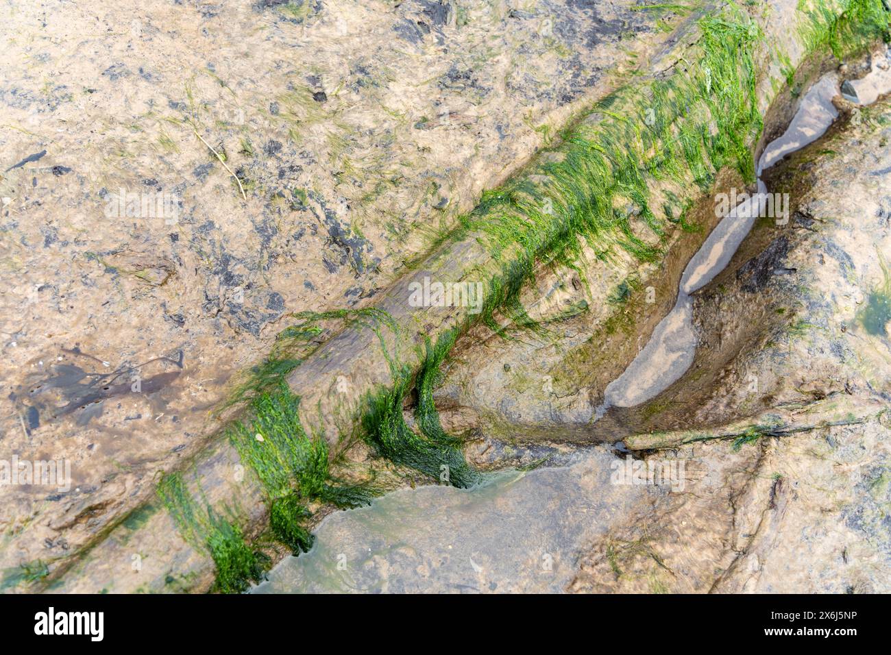 Prehistoric North Sea European petrified forest of Doggerland, at ...