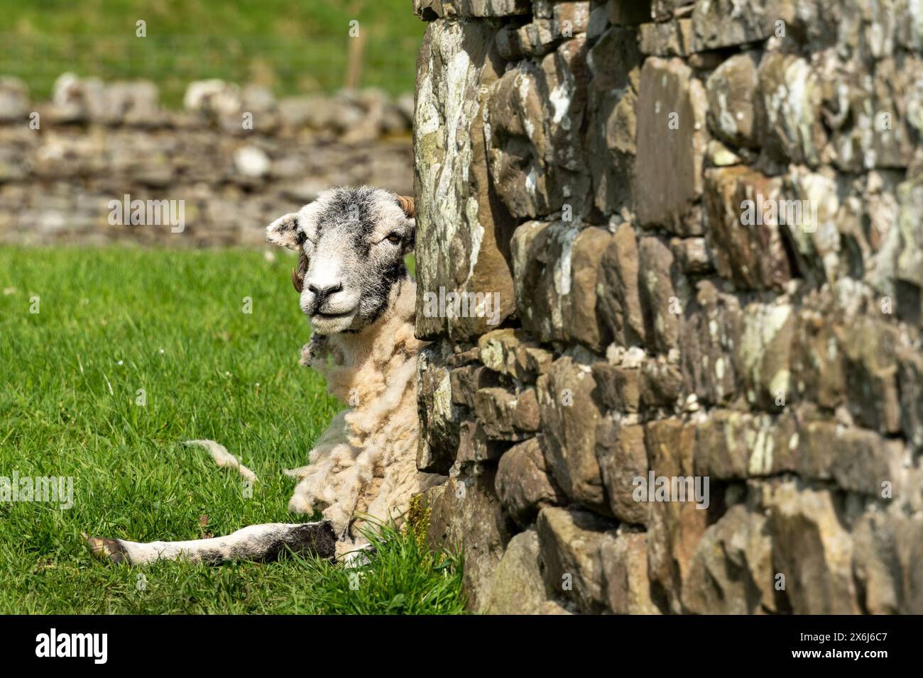 Sheep in pasture, in the Yorkshire Dales, UK. British farming concept ...