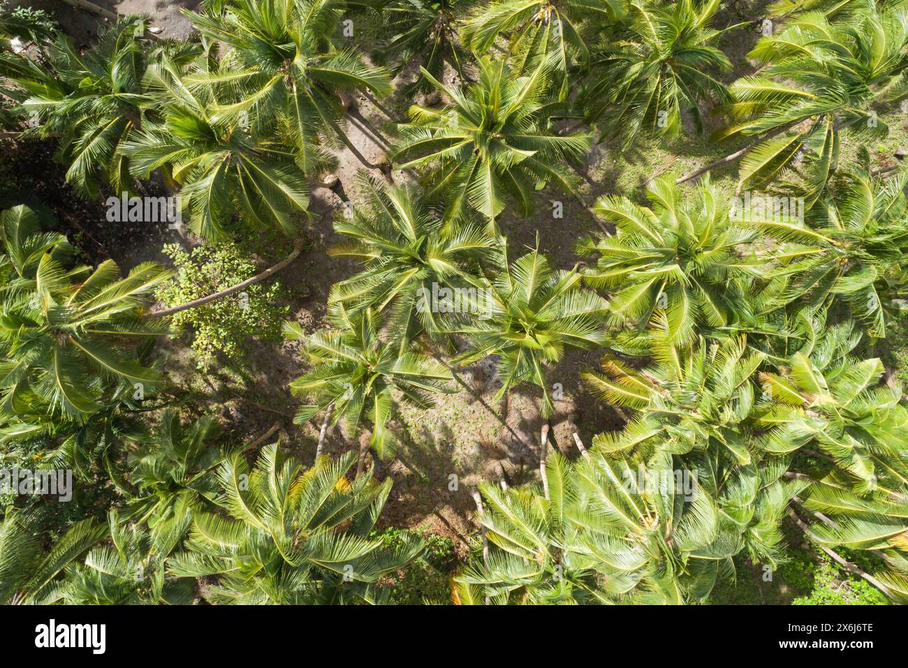 Aerial top shot palm trees hi-res stock photography and images - Alamy