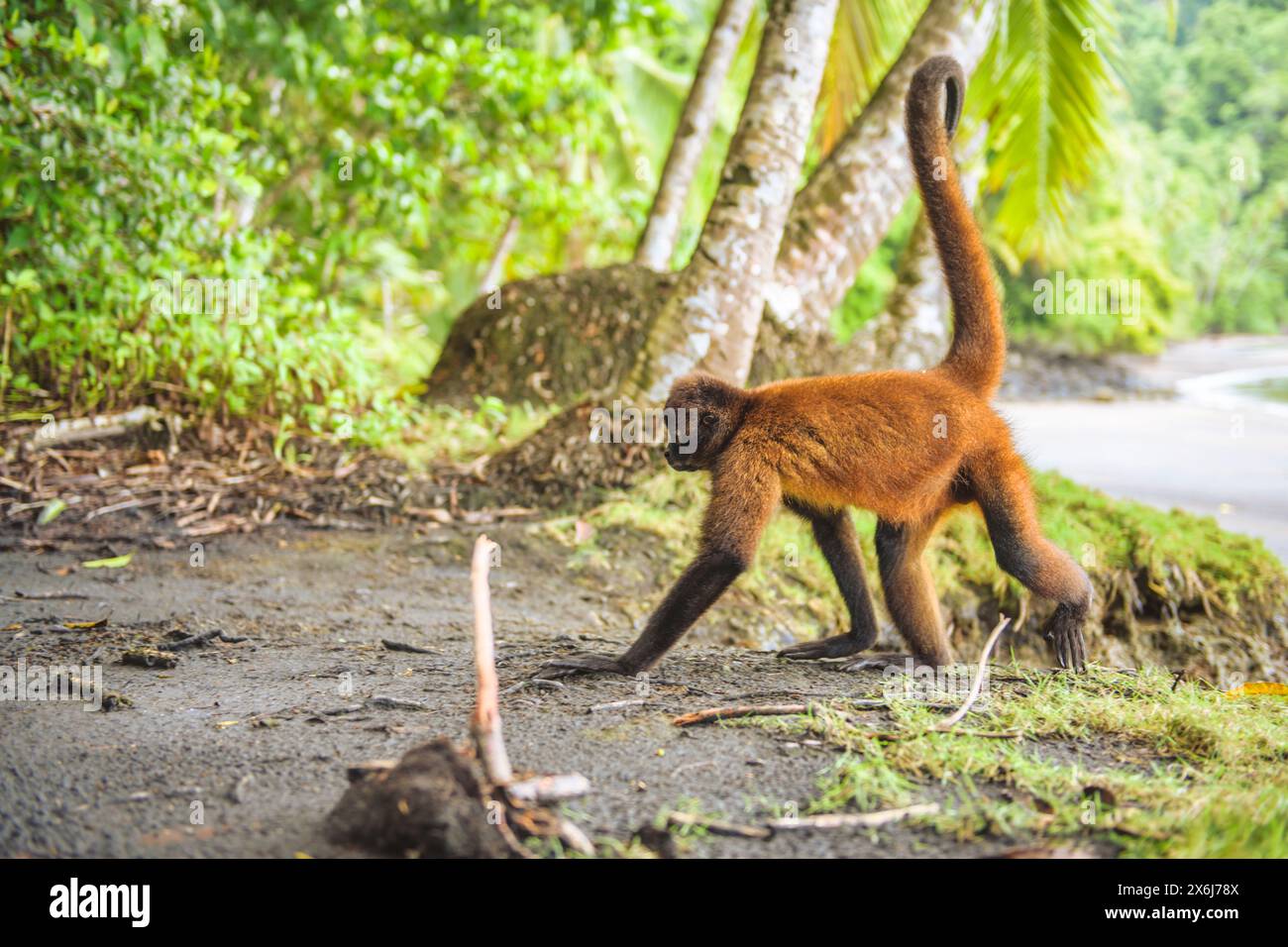 Mexican spider monkey hi-res stock photography and images - Alamy