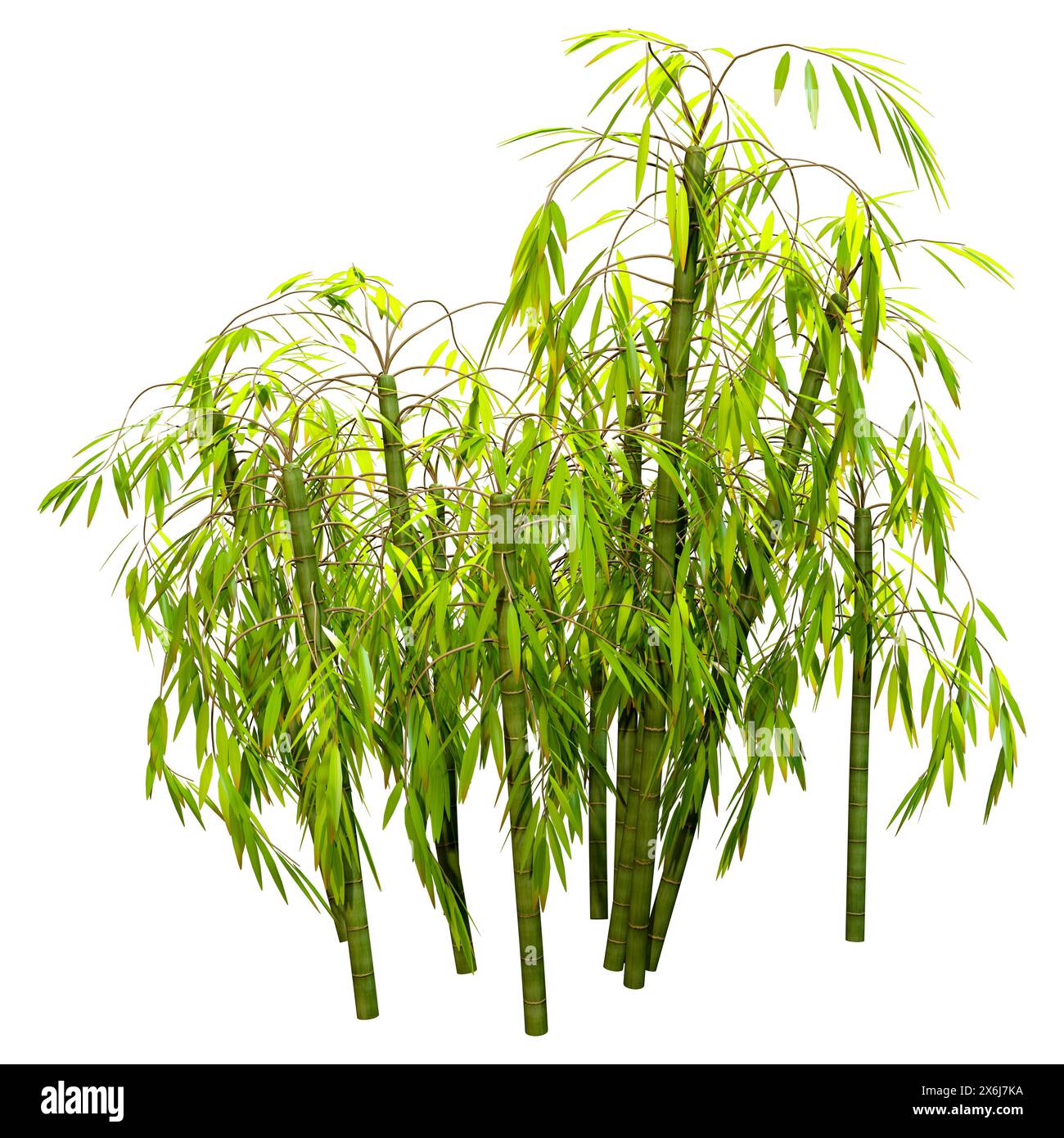 3D rendering of green bamboo trees isolated on white background Stock ...