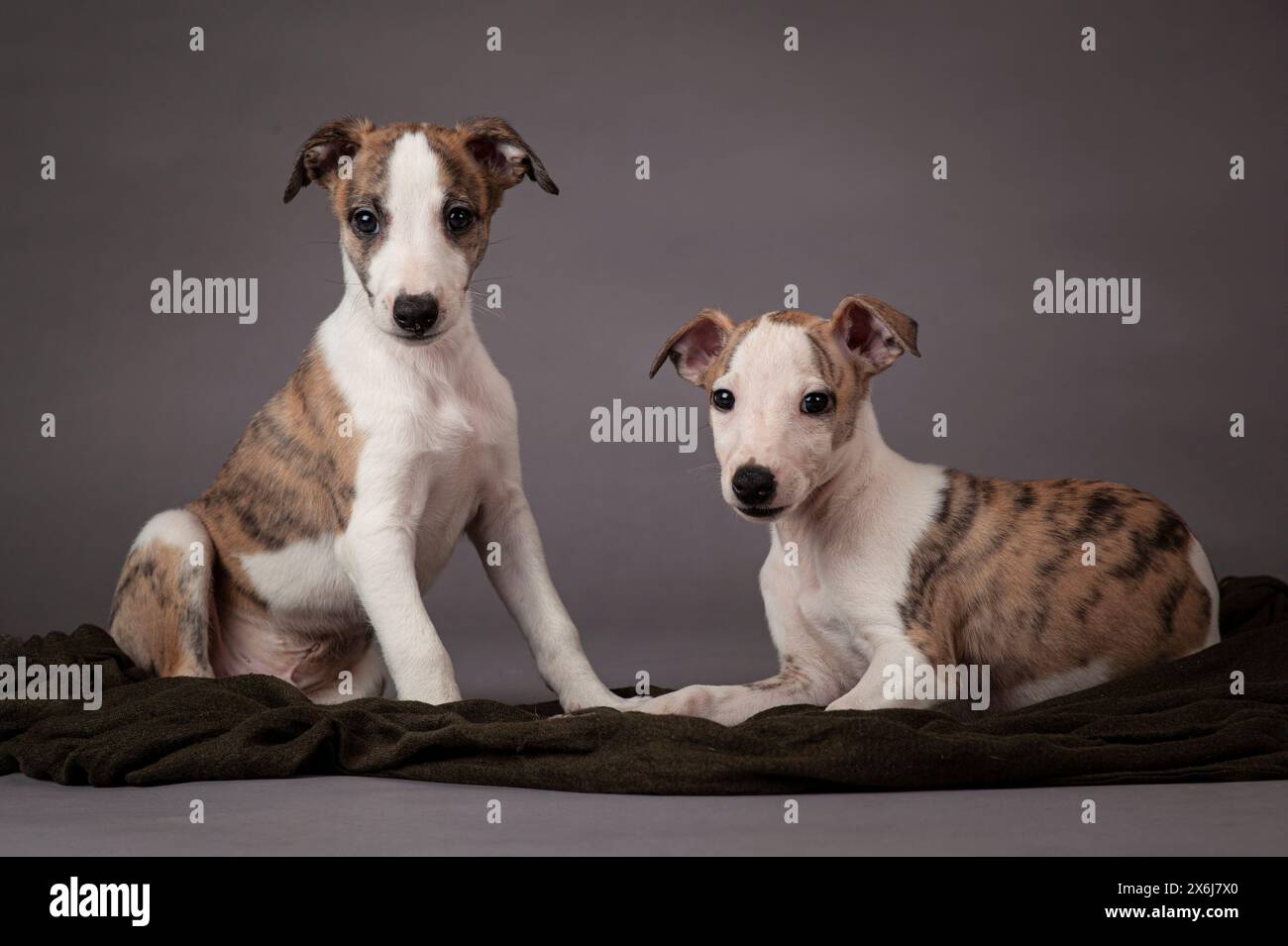 Greyhound puppies hi-res stock photography and images - Alamy