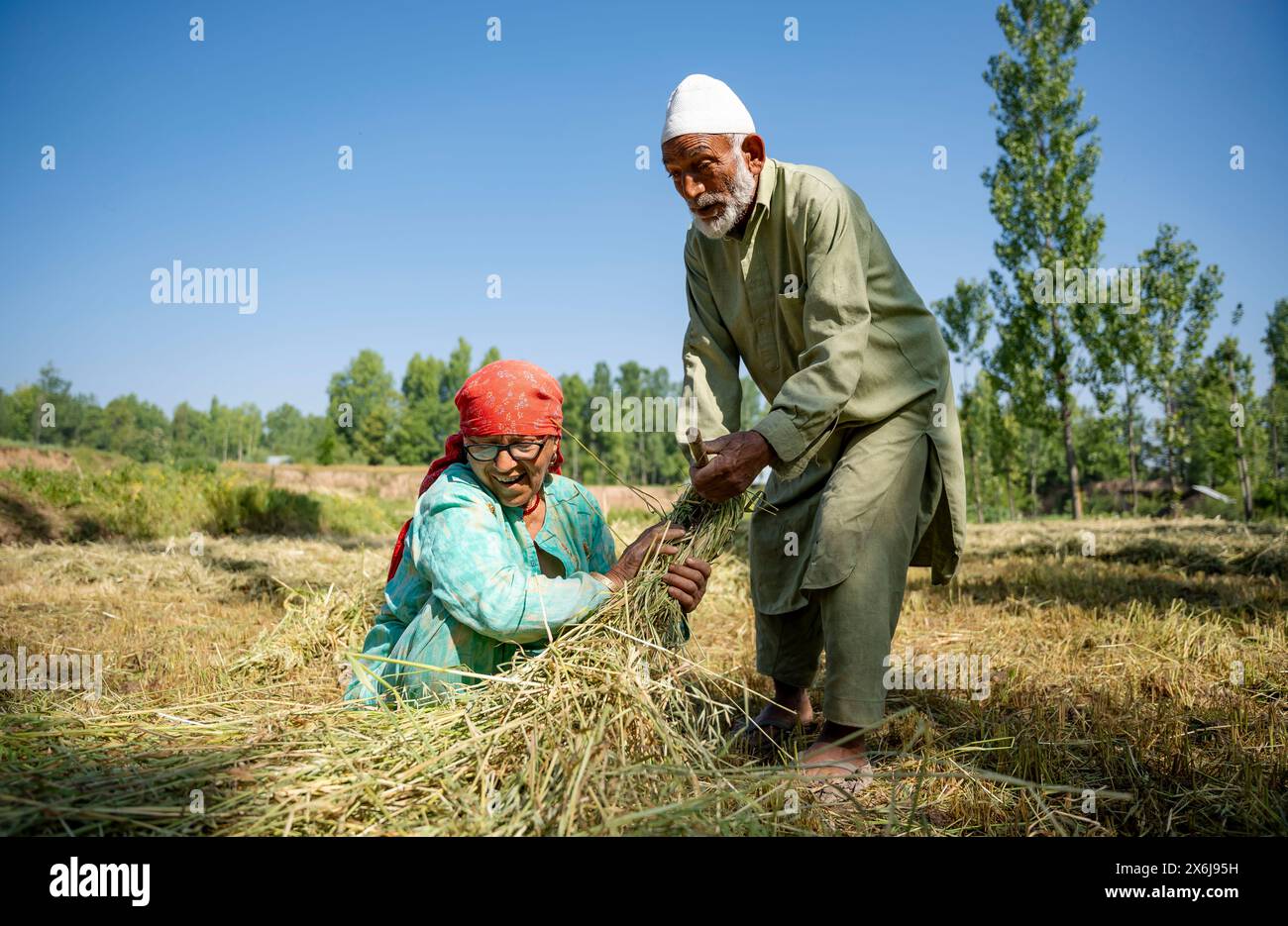 Budgam, India. 15th May, 2024. An elderly couple collects grass for ...