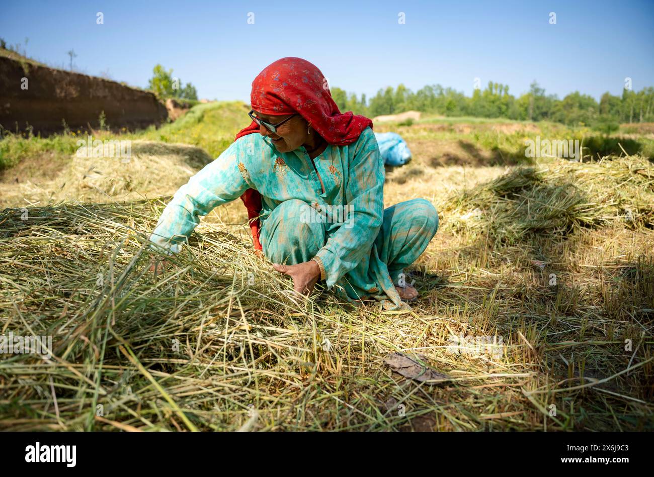 Budgam, India. 15th May, 2024. A elderly woman collects grass for ...
