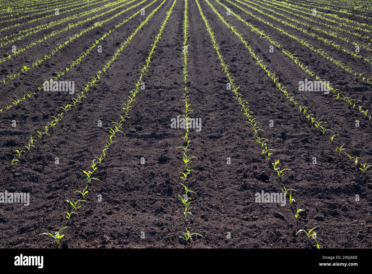 Young corn plants cornfield hi-res stock photography and images - Alamy