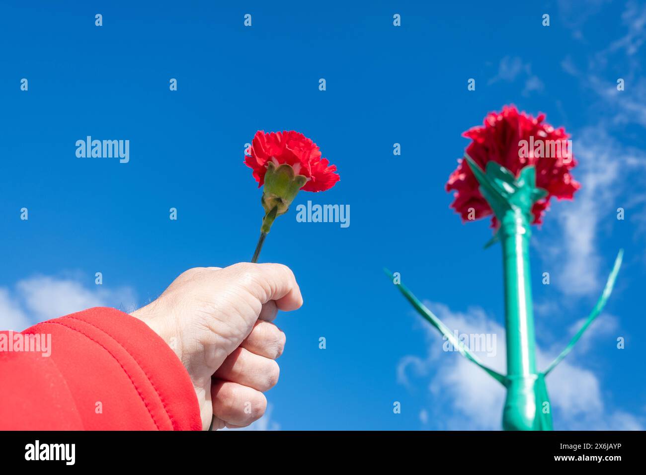 a hand holding a red carnation at the celebration of April 25th in ...