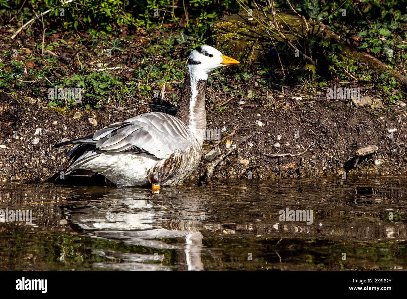 The bar-headed goose, Anser indicus is a goose that breeds in Central ...