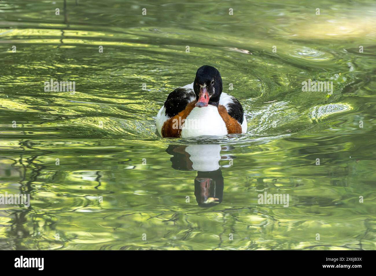 The common shelduck, Tadorna tadorna is a waterfowl species of the ...