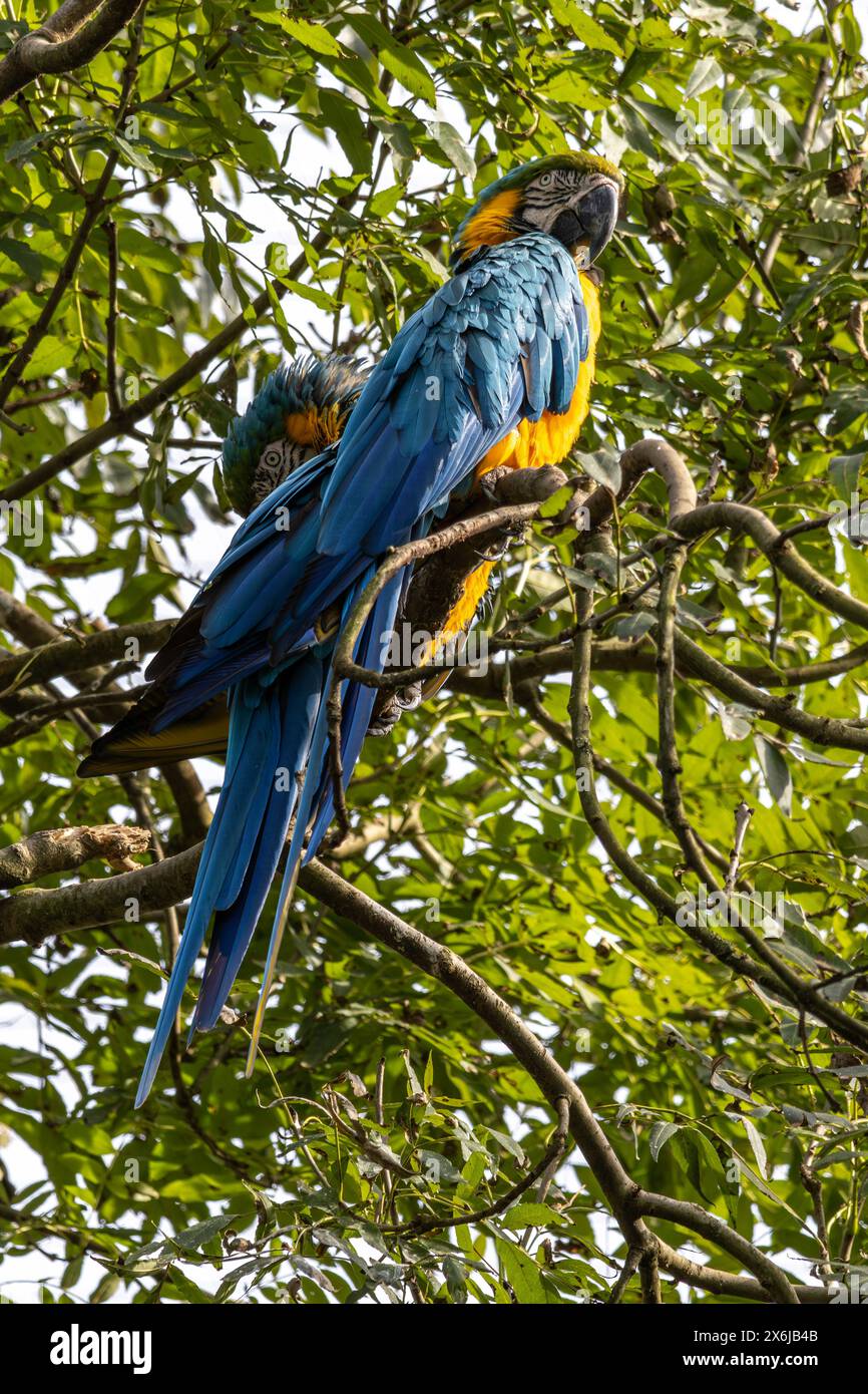 The Blue-and-yellow Macaw, Ara ararauna also known as the blue-and-gold macaw, is a large South ...