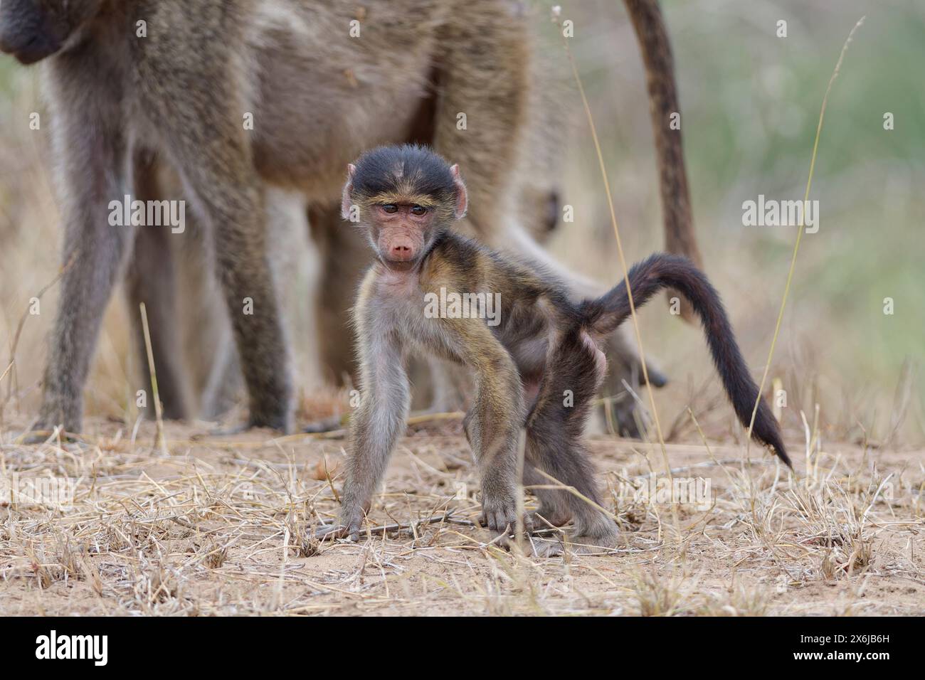 Camera facing monkey hi-res stock photography and images - Alamy