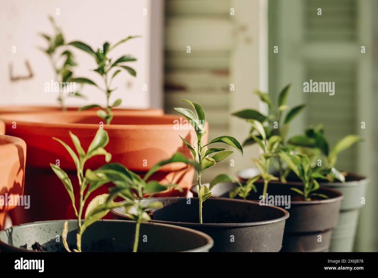 Tangerine sprout hi-res stock photography and images - Alamy