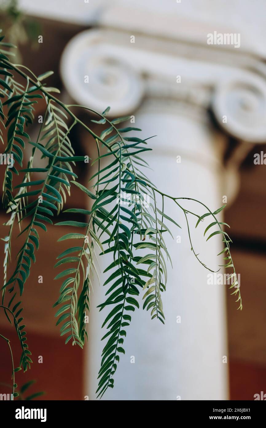The Ionic column out of focus with a plant branch in the foreground ...