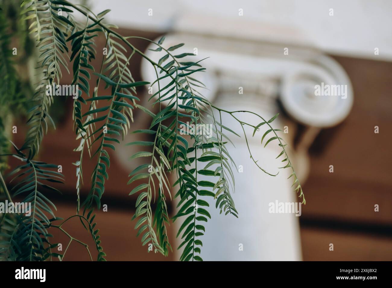 The Ionic column out of focus with a plant branch in the foreground ...
