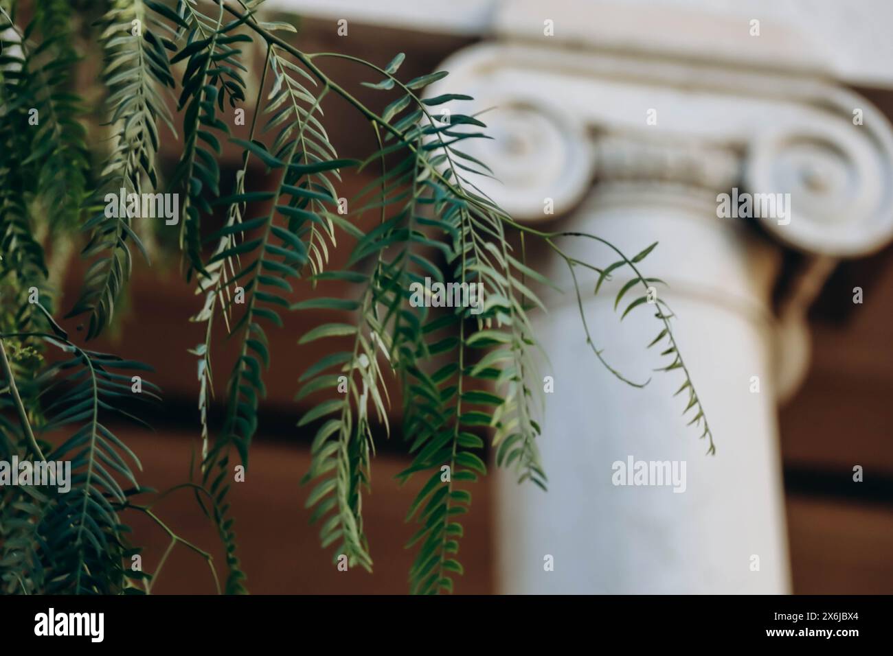 The Ionic column out of focus with a plant branch in the foreground ...