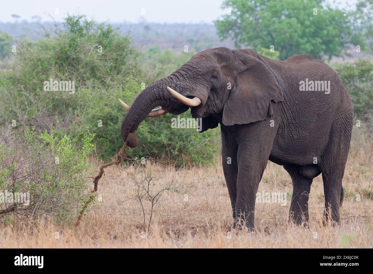 African bush elephant (Loxodonta africana), adult male feeding on some ...