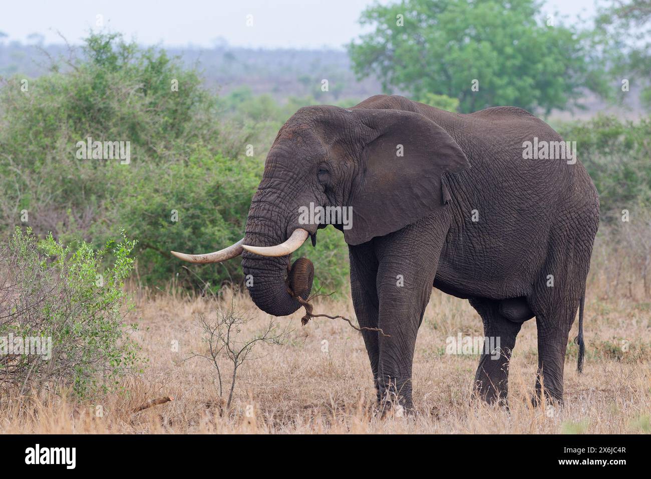 African bush elephant (Loxodonta africana), adult male feeding on some ...