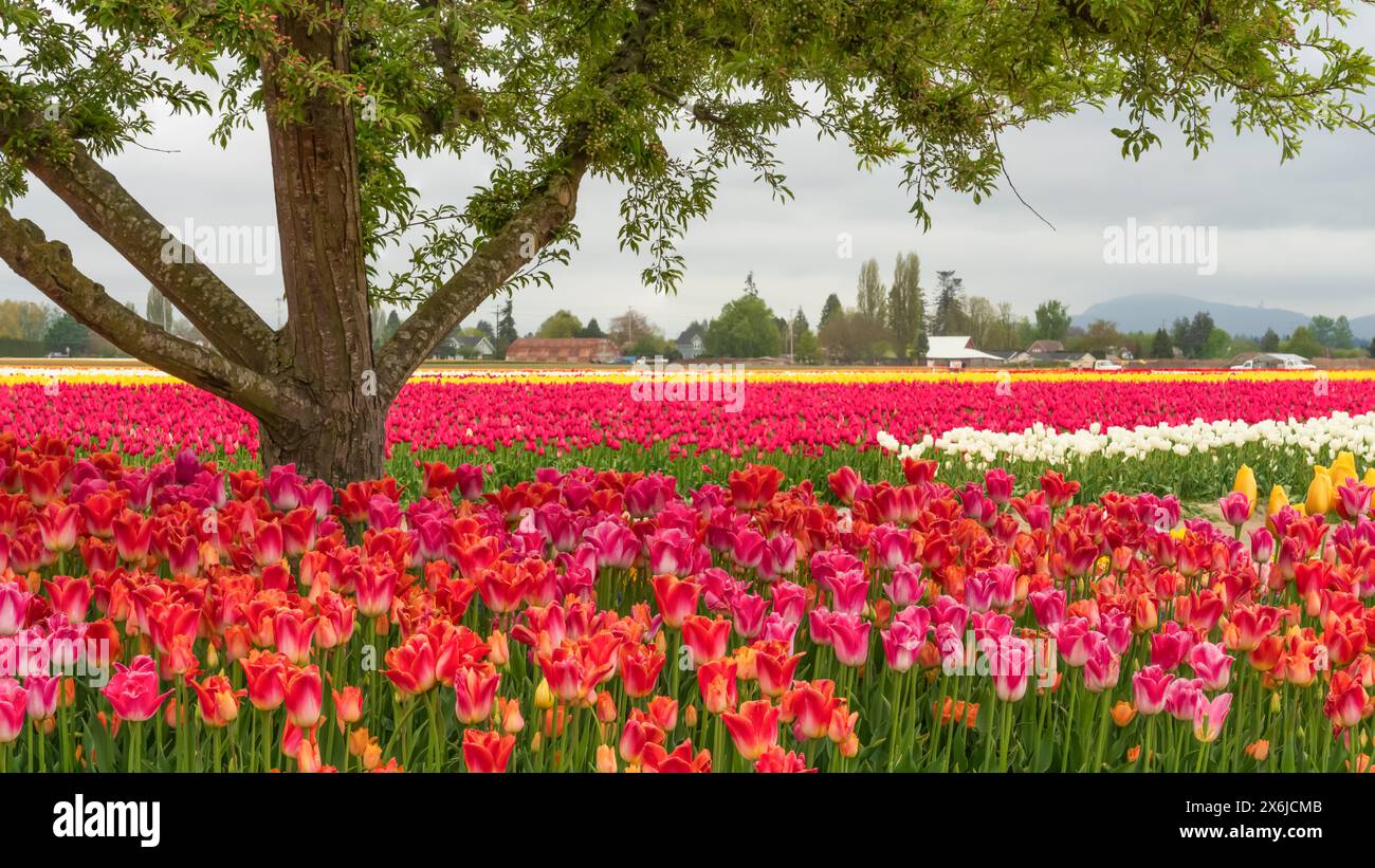 The RoozenGaarde tulip gardens in the Skagit Valley, Washington, USA ...