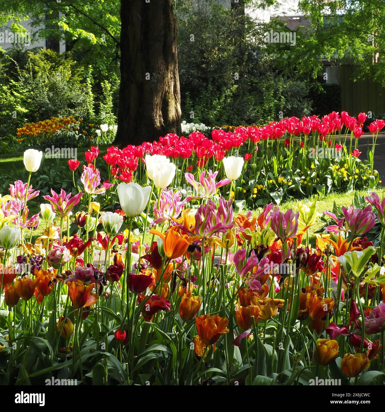Keukenhof displays tulips in hi-res stock photography and images - Alamy