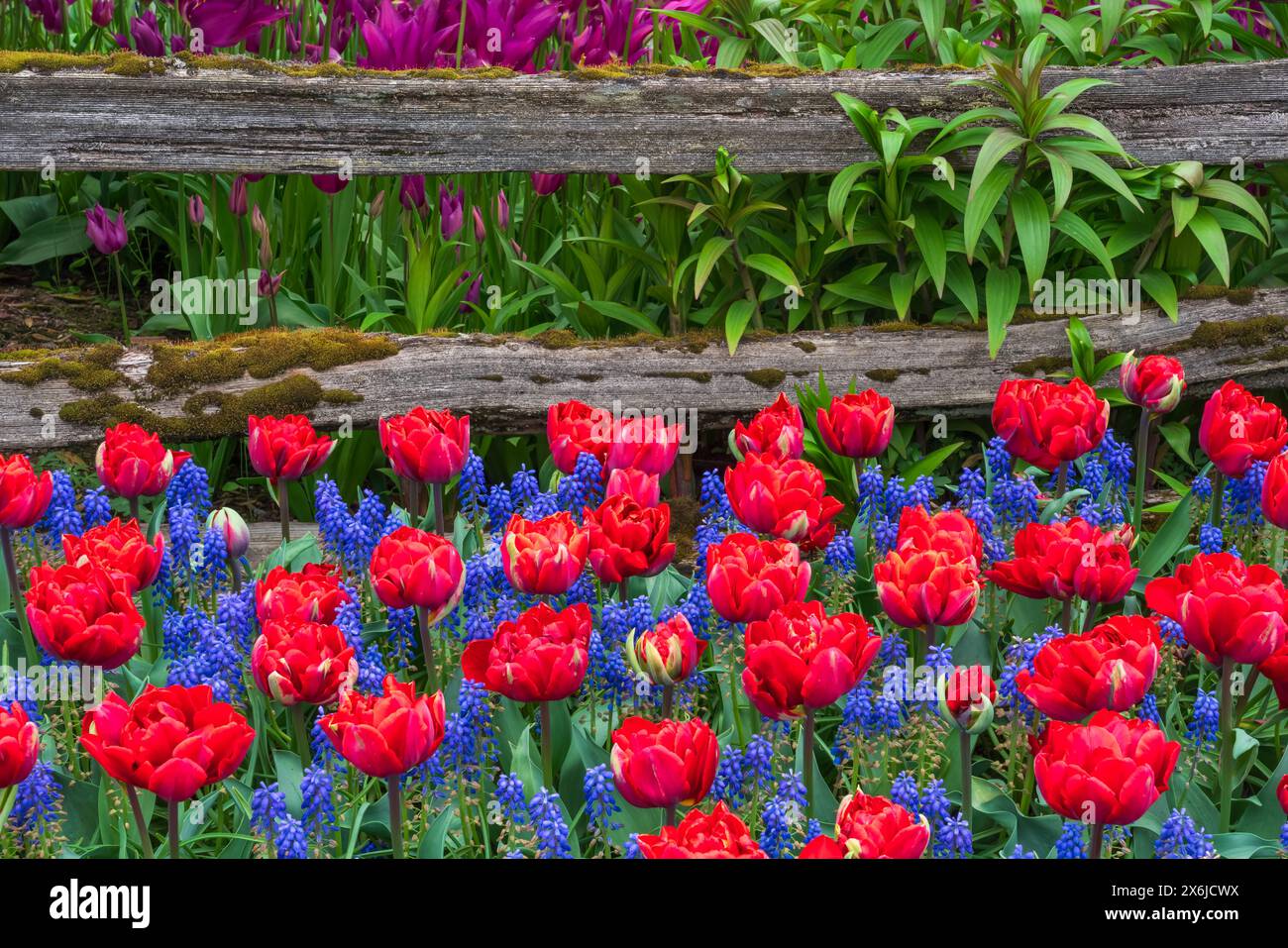 The RoozenGaarde tulip gardens in the Skagit Valley, Washington, USA ...