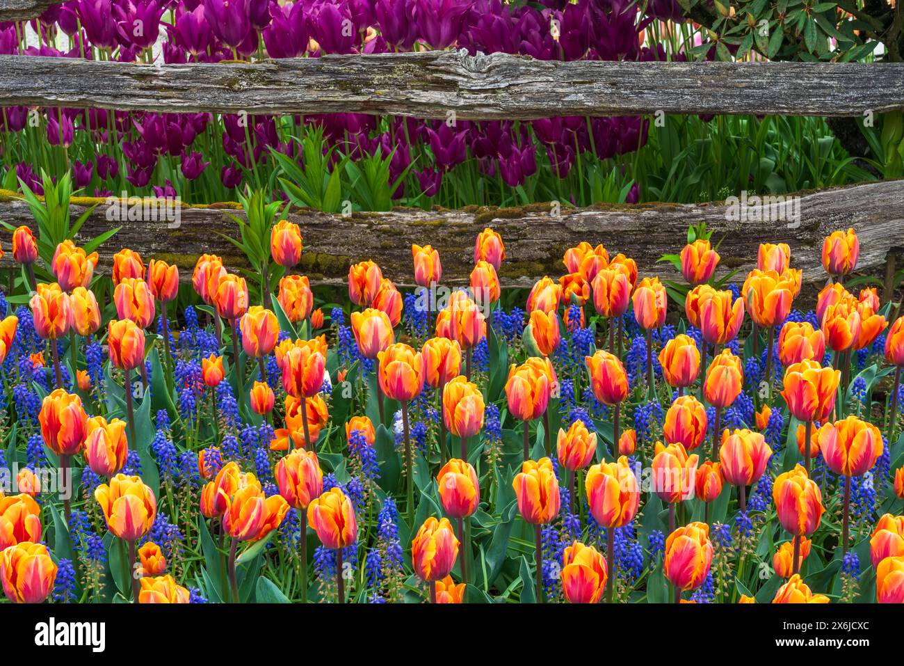 The RoozenGaarde tulip gardens in the Skagit Valley, Washington, USA ...