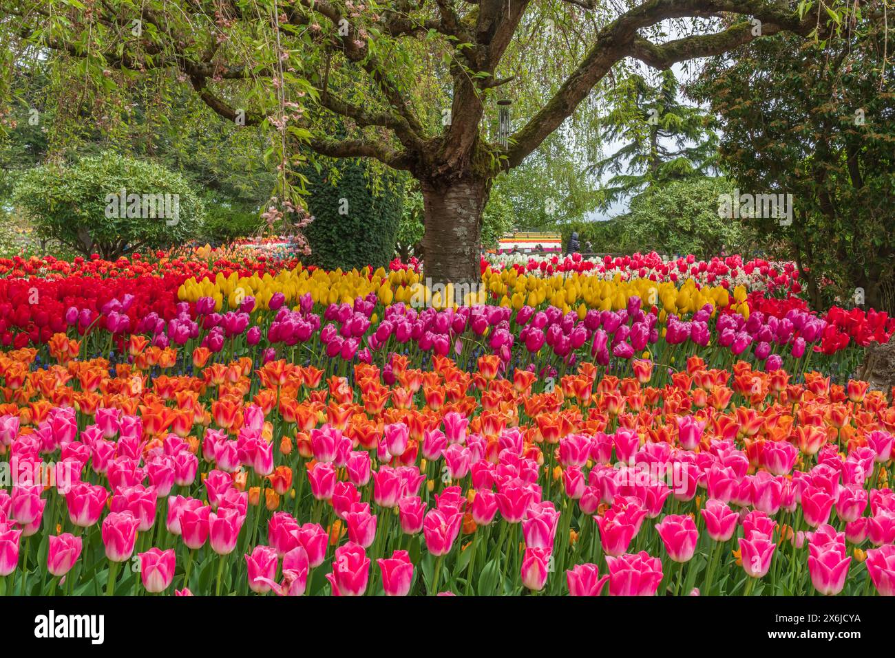 The RoozenGaarde tulip gardens in the Skagit Valley, Washington, USA ...