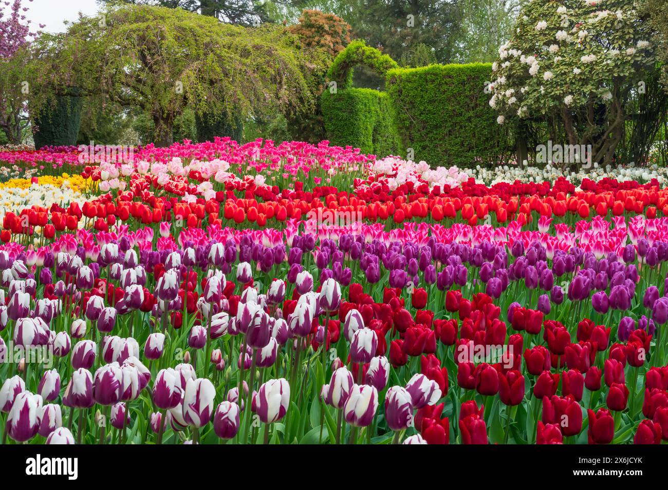 The RoozenGaarde tulip gardens in the Skagit Valley, Washington, USA ...